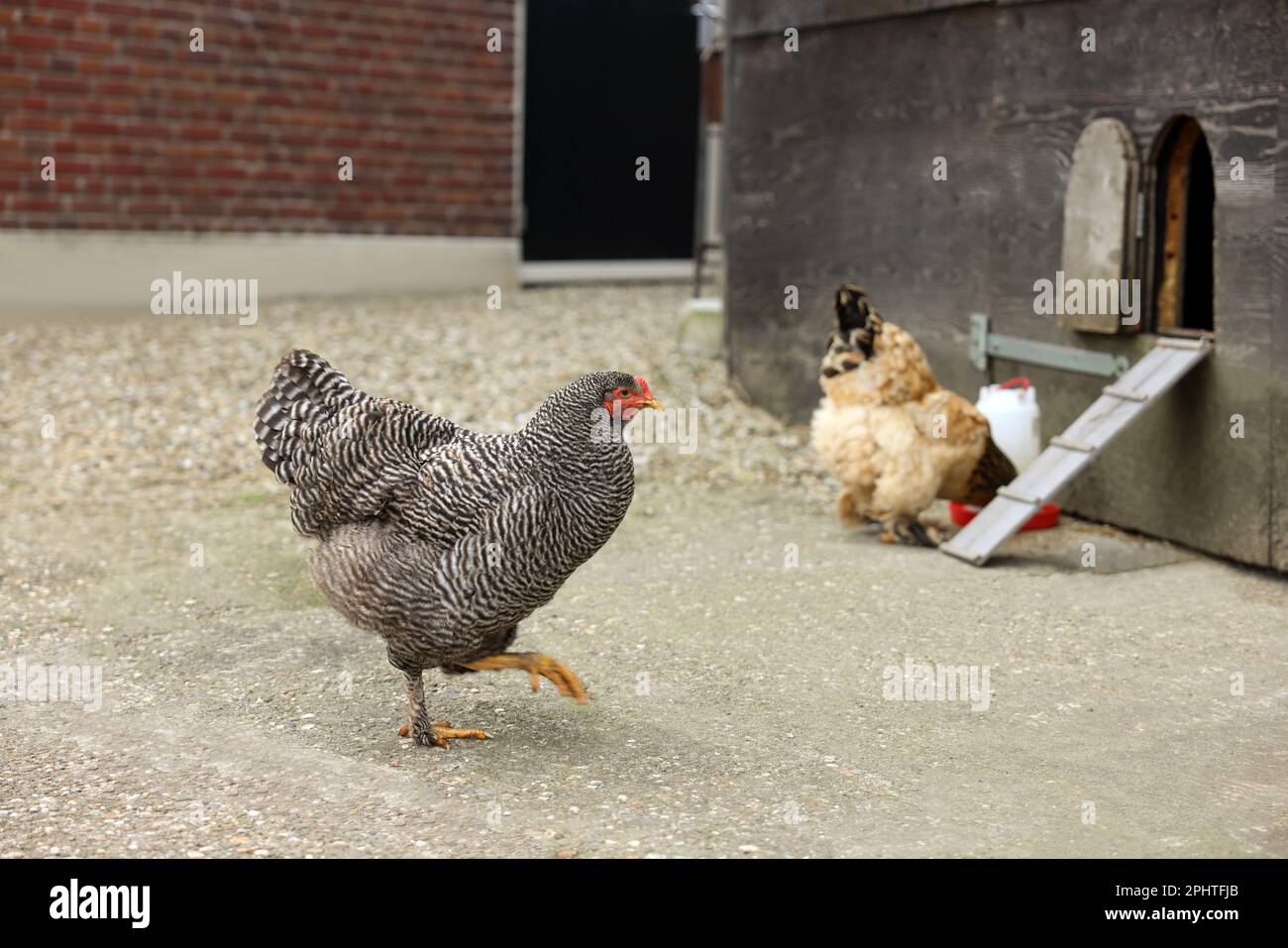 Chickens with colorful plumage hi-res stock photography and images - Alamy