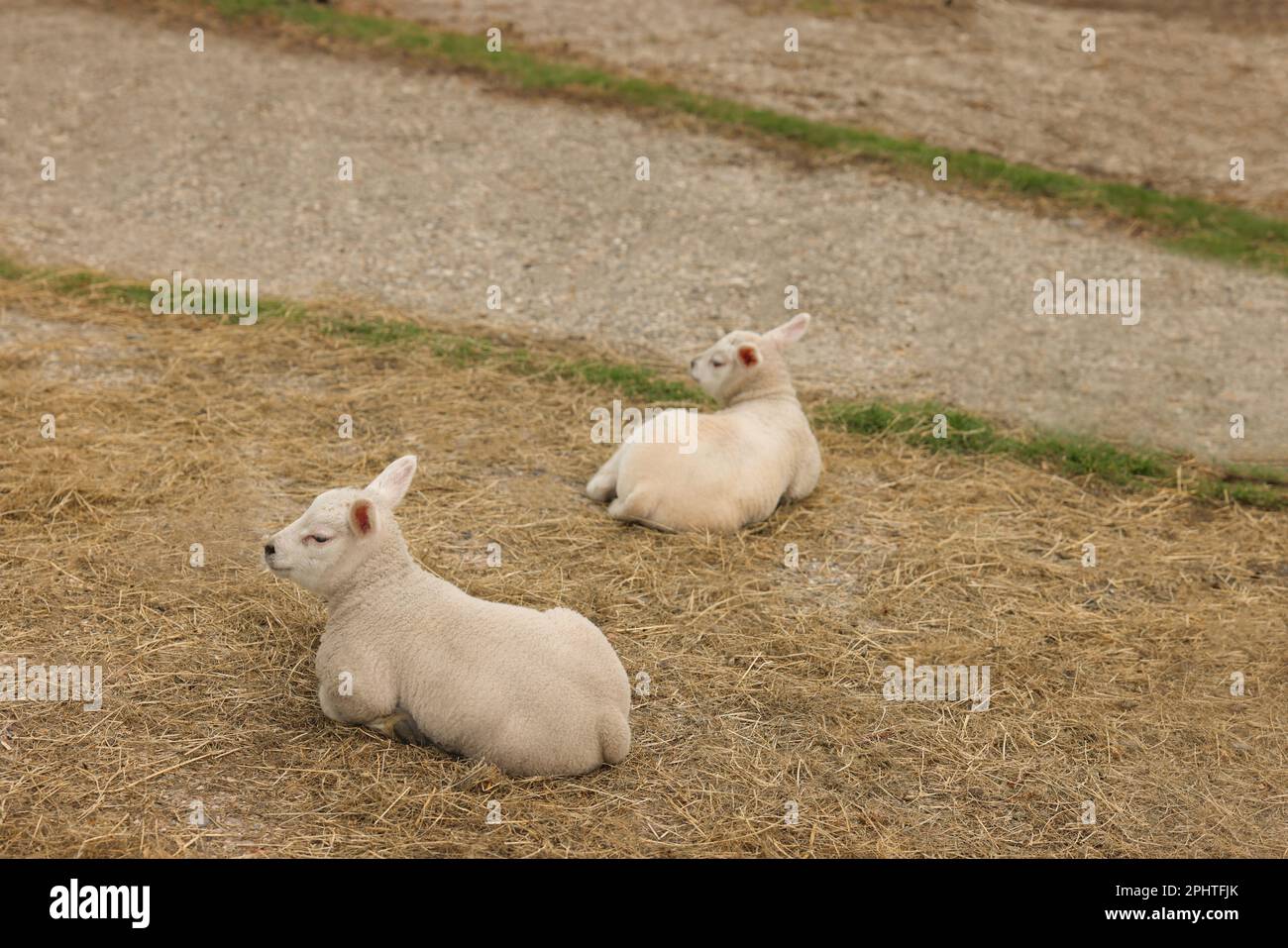 Two funny lambs lying on ground outdoors Stock Photo - Alamy