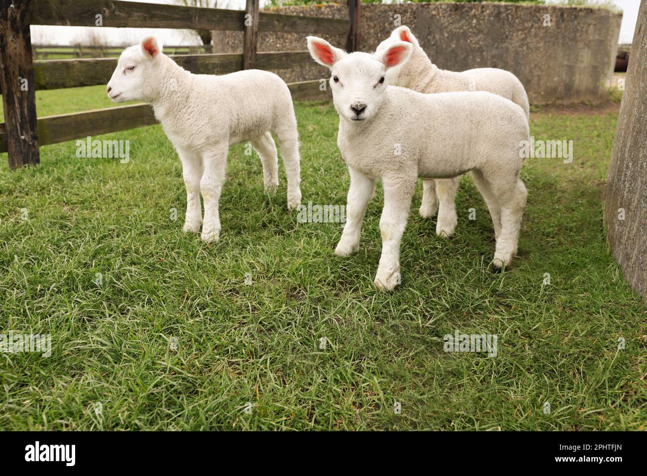 Cute lambs near wooden fence on green field Stock Photo - Alamy