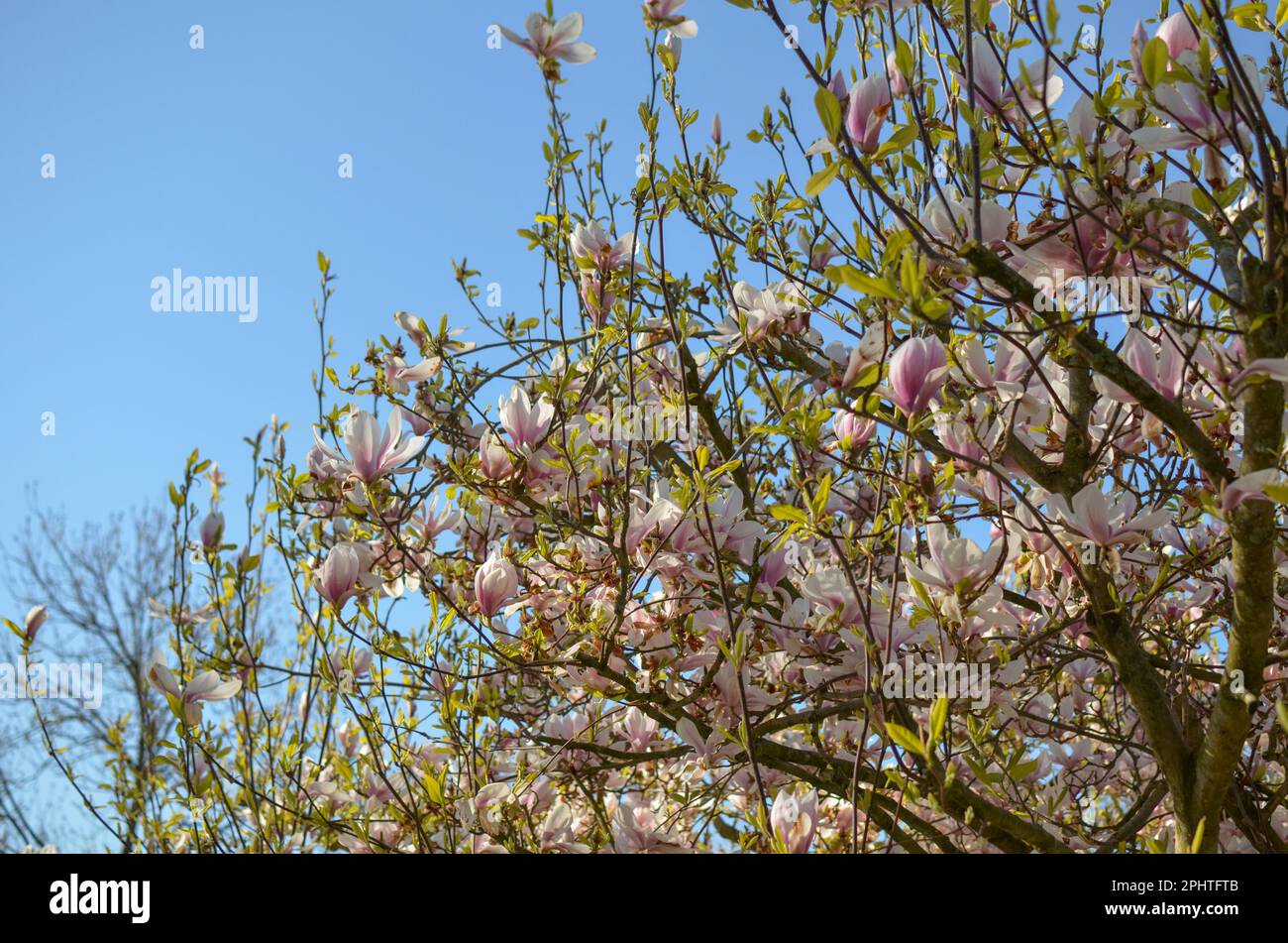 Beautiful blossoming magnolia tree against blue sky, closeup Stock ...
