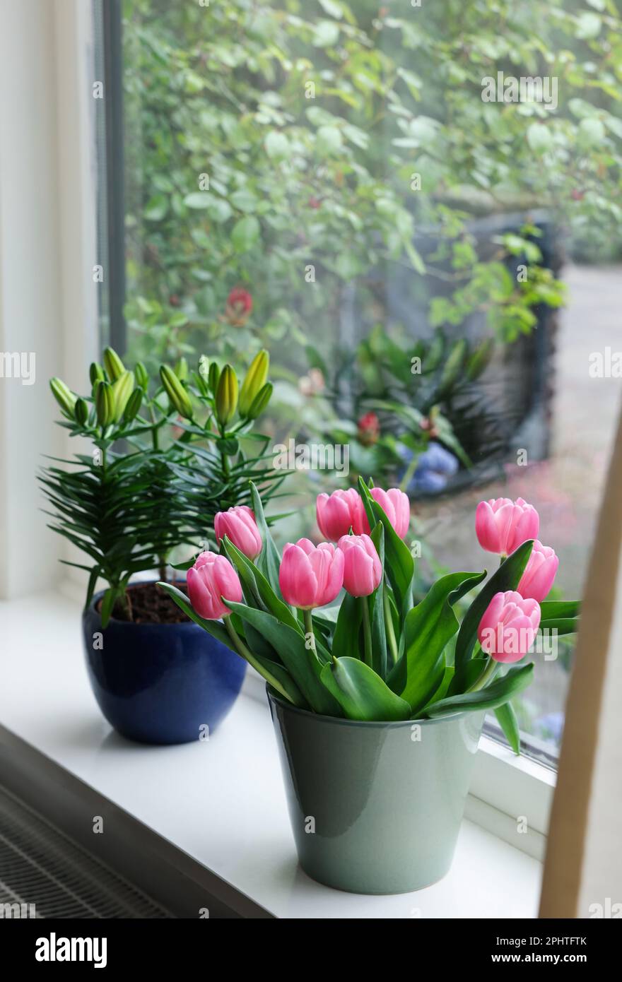 Beautiful bouquet with pink tulips and potted lily on white window sill ...