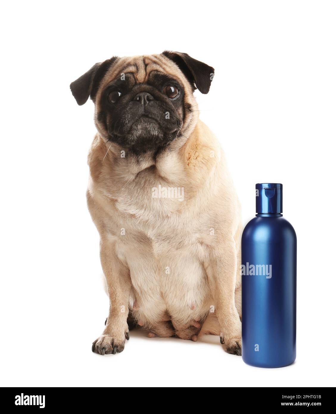Cute pug dog and bottle of pet shampoo on white background Stock Photo ...