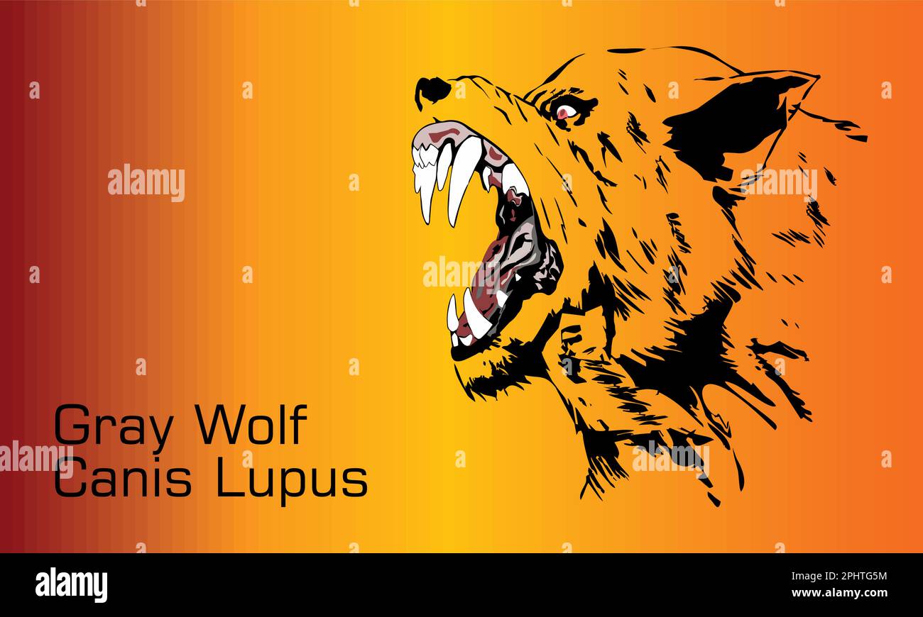 Grey wolf snarling Stock Vector Images - Alamy