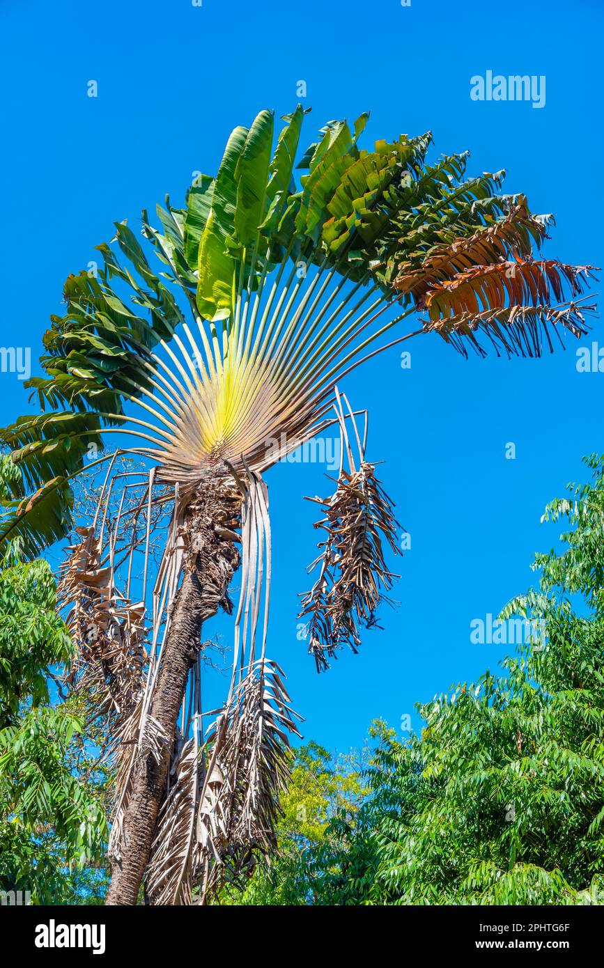 Viharamahadevi park victoria park hi-res stock photography and images ...