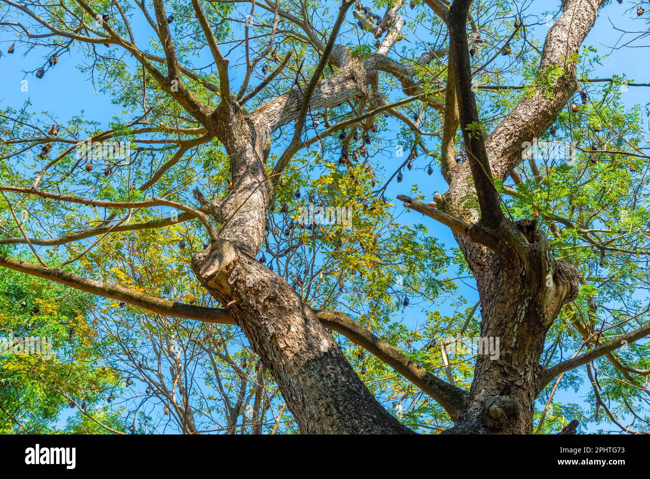 Viharamahadevi park victoria park hi-res stock photography and images ...