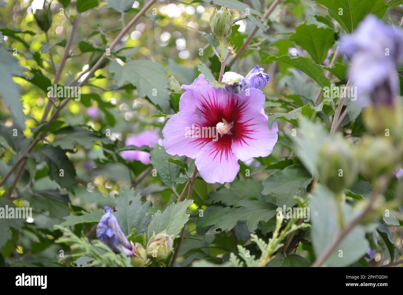 Rose of Sharon Stock Photo - Alamy