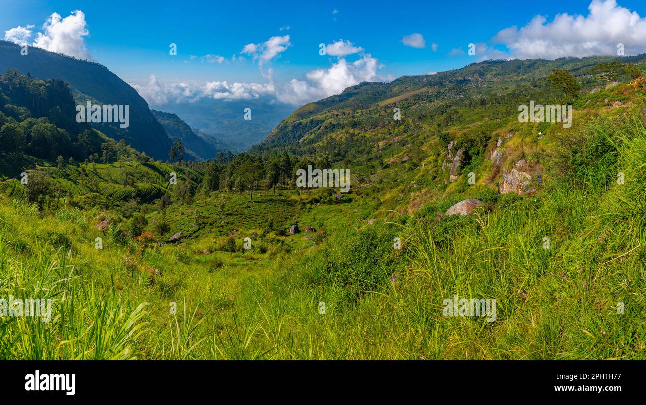 Lipton tea estate ceylon hi-res stock photography and images - Alamy