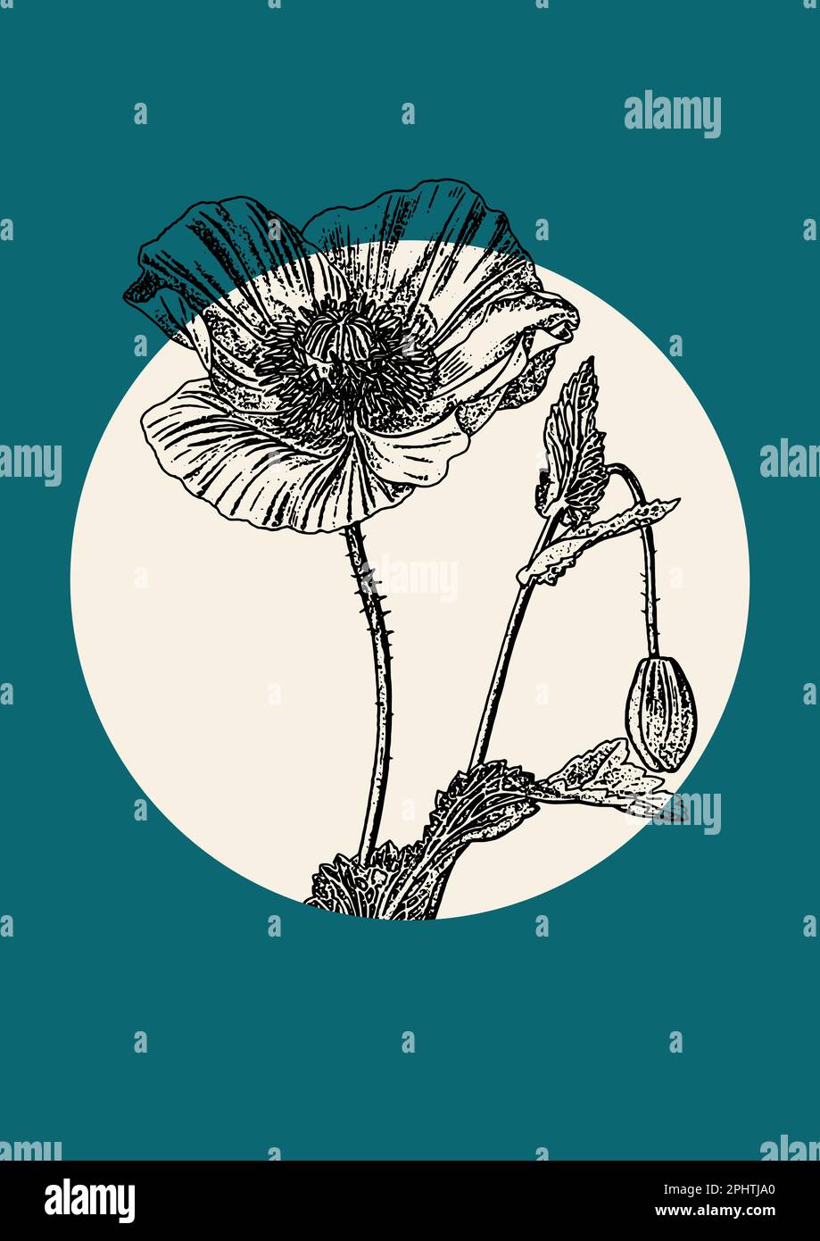 Blooming poppy flower sketch poster illustration. Monochrome art in ...