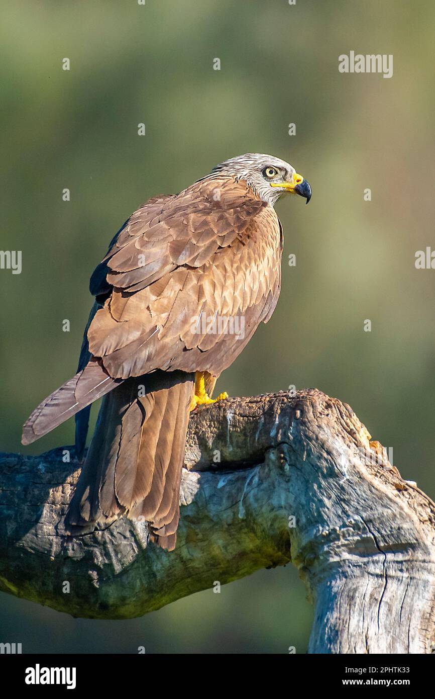 black kite in flight with unfocused background Stock Photo - Alamy