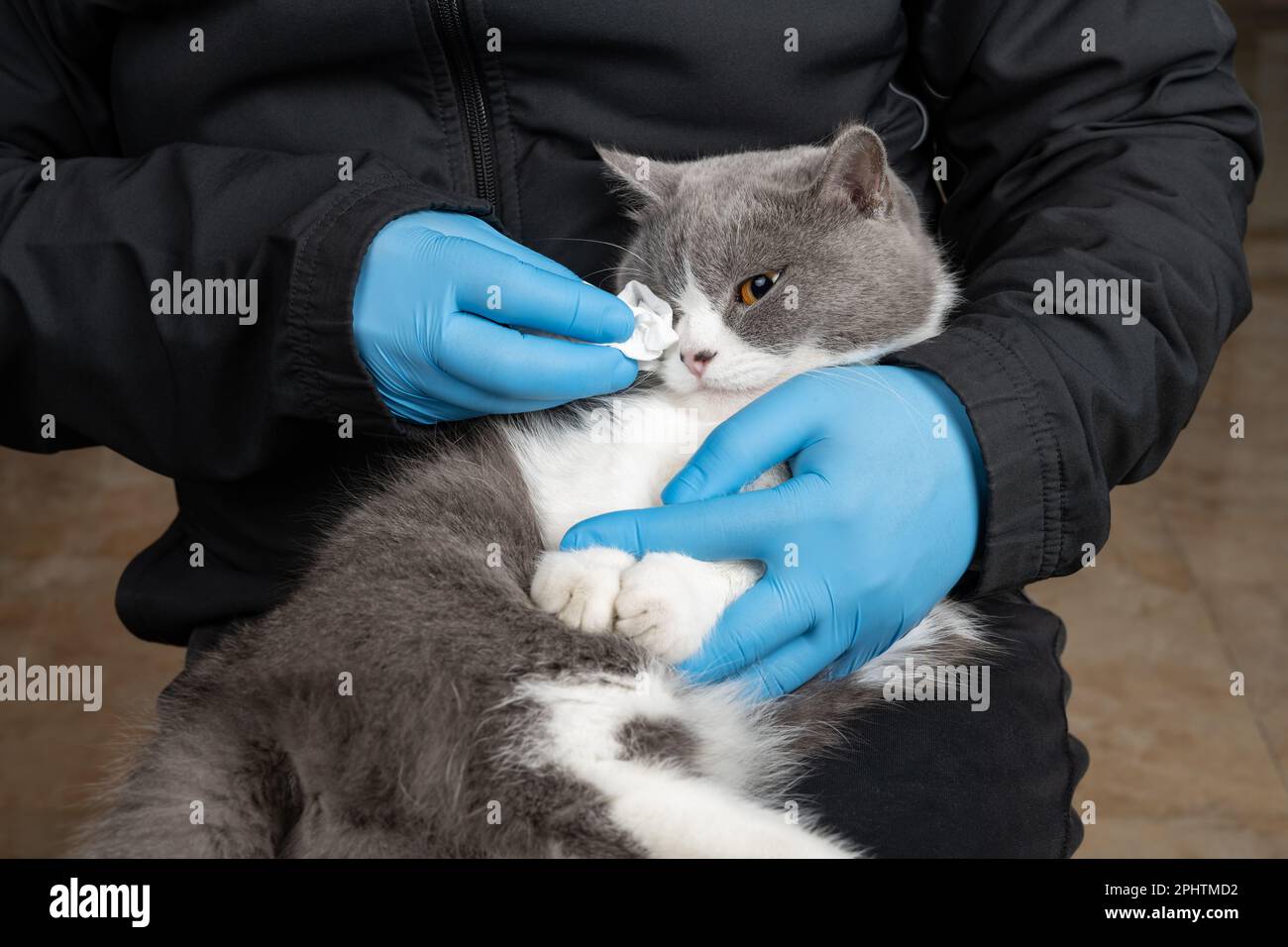 man cleaning cats eye with tissue Stock Photo - Alamy