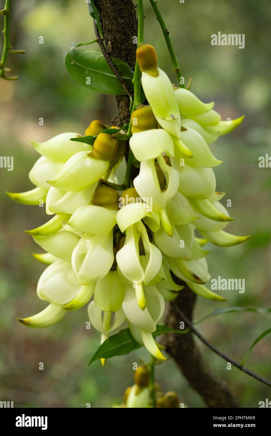 blooming mucuna birdwoodiana tutch in Spring vertical composition Stock ...