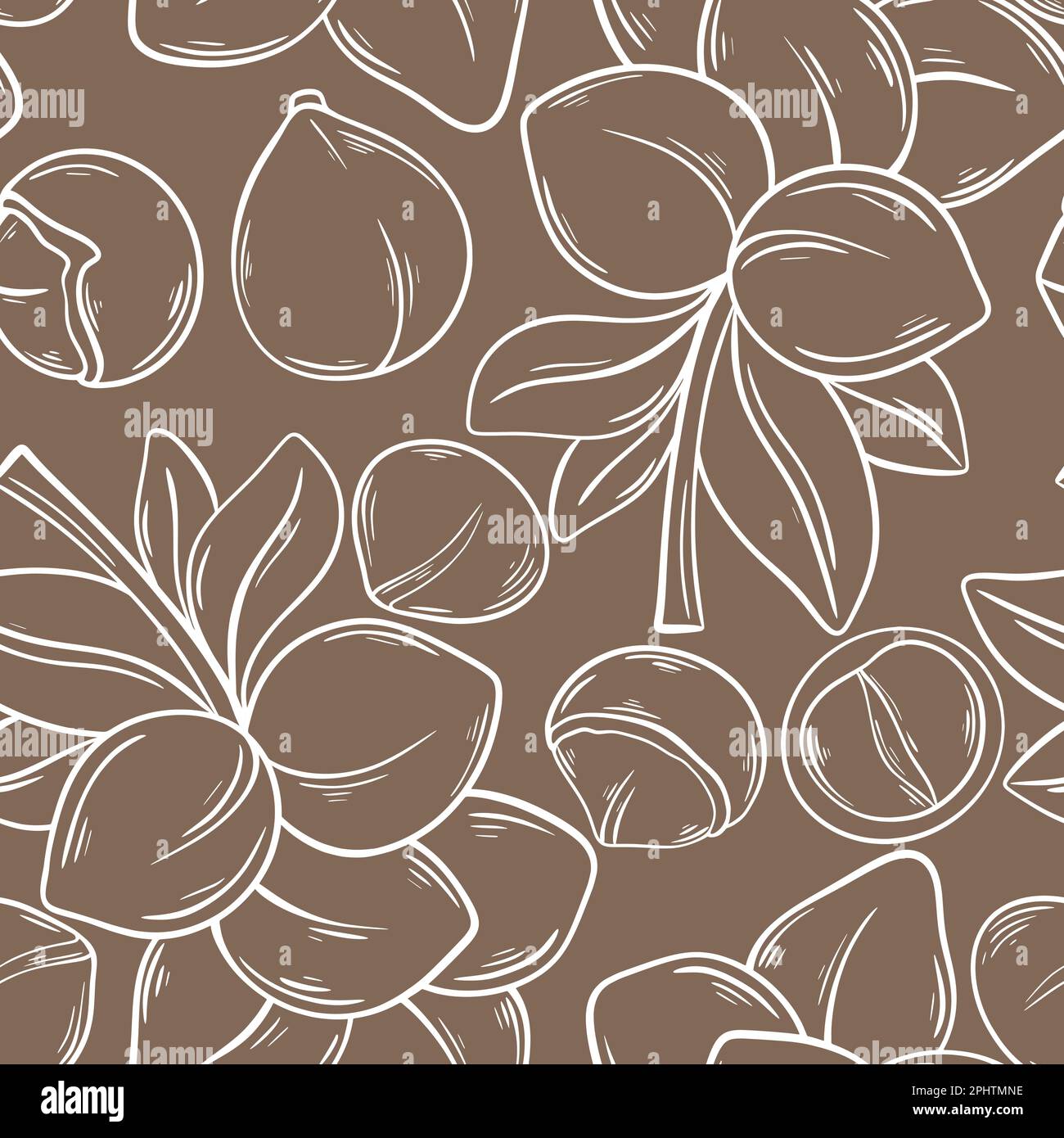 Macadamia nut background Stock Vector Image & Art - Alamy