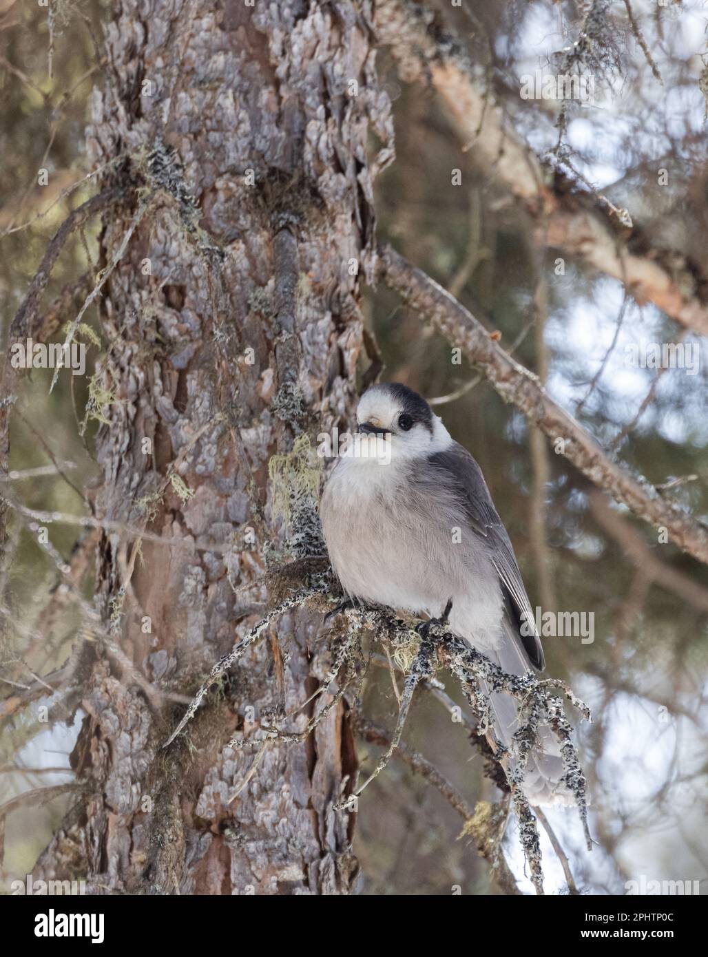 A beautiful Canada Jay in a spruce forest in Algonquin Park in ...