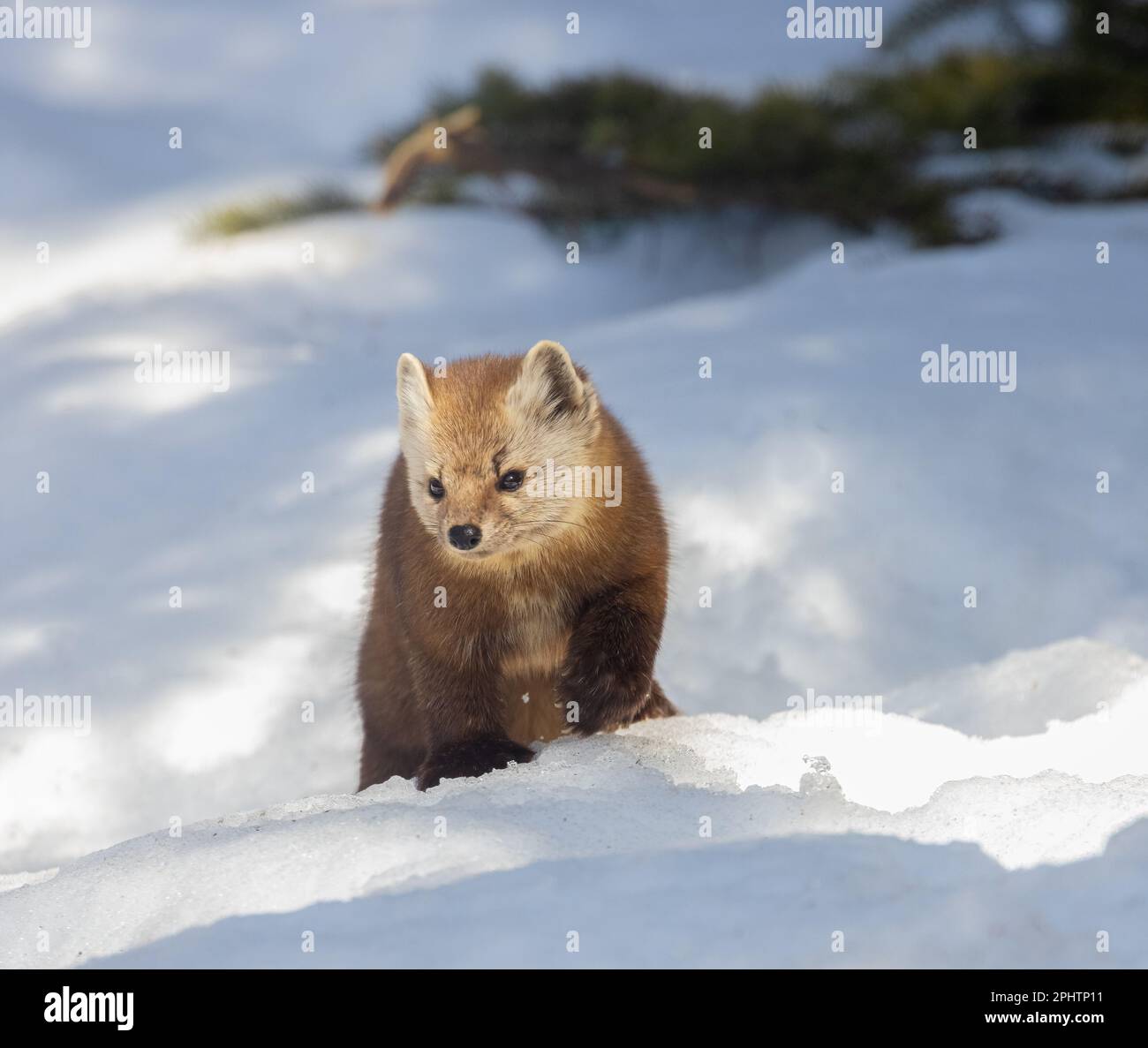 American pine marten hi-res stock photography and images - Alamy