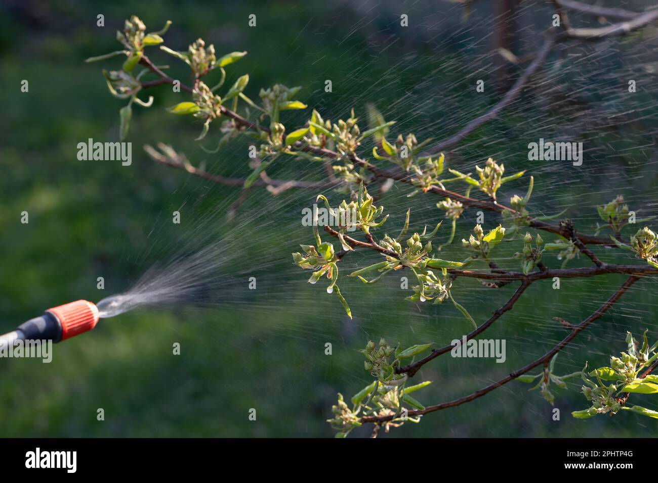 Fruit pests and diseases hi-res stock photography and images - Alamy