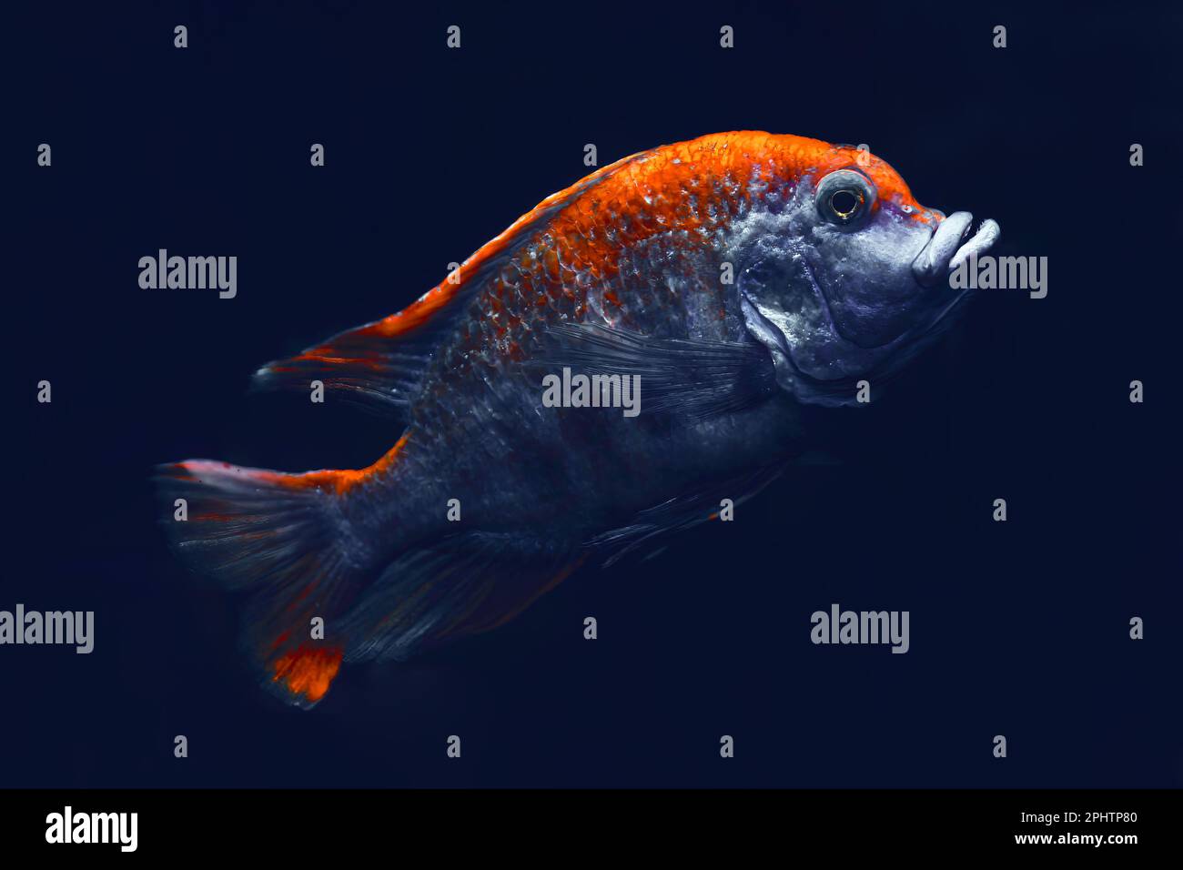 Fish in deep dark water . Single colorful fish Stock Photo - Alamy