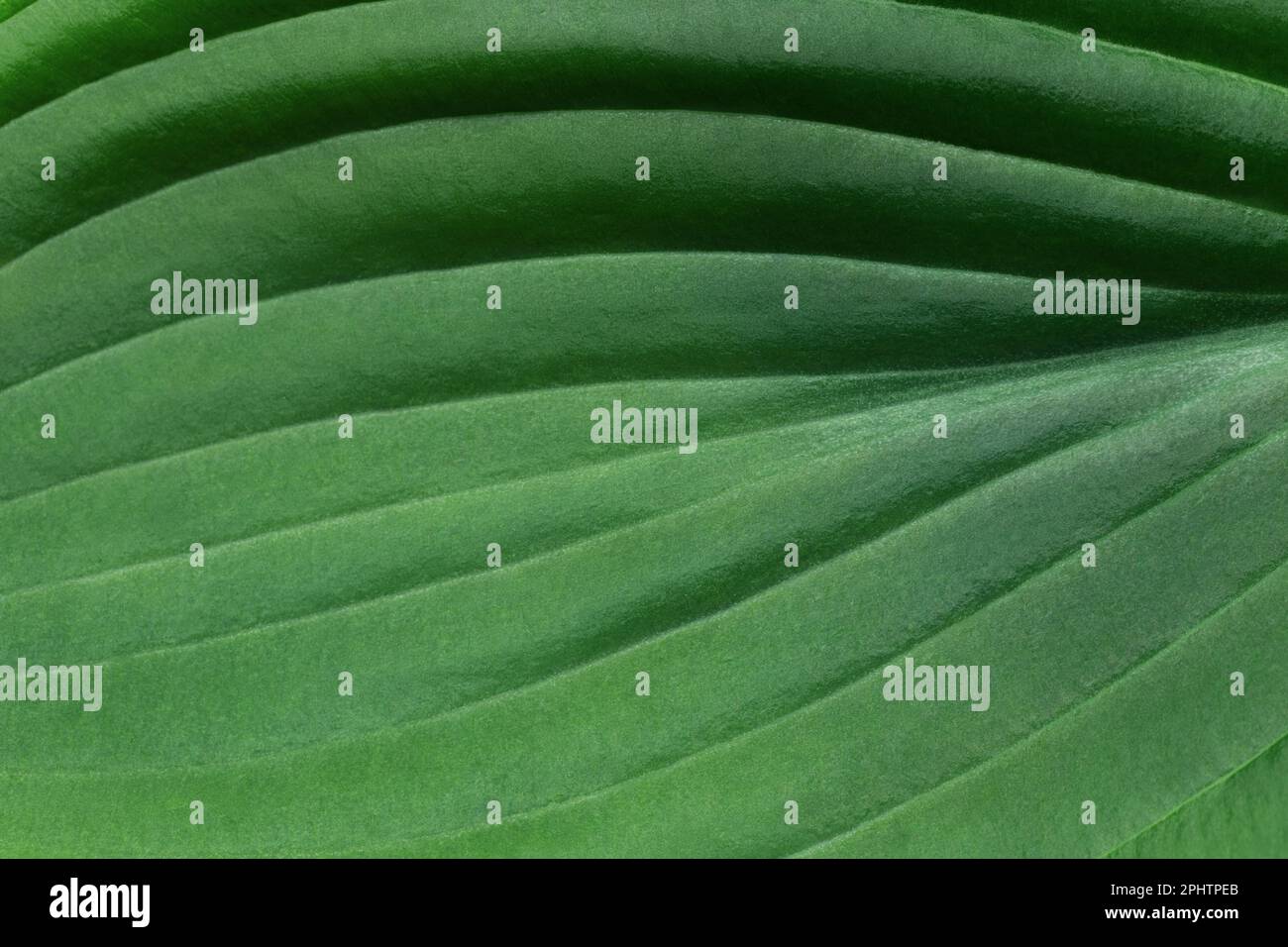 Large green hosta leaf closeup, texture, natural green background Stock ...