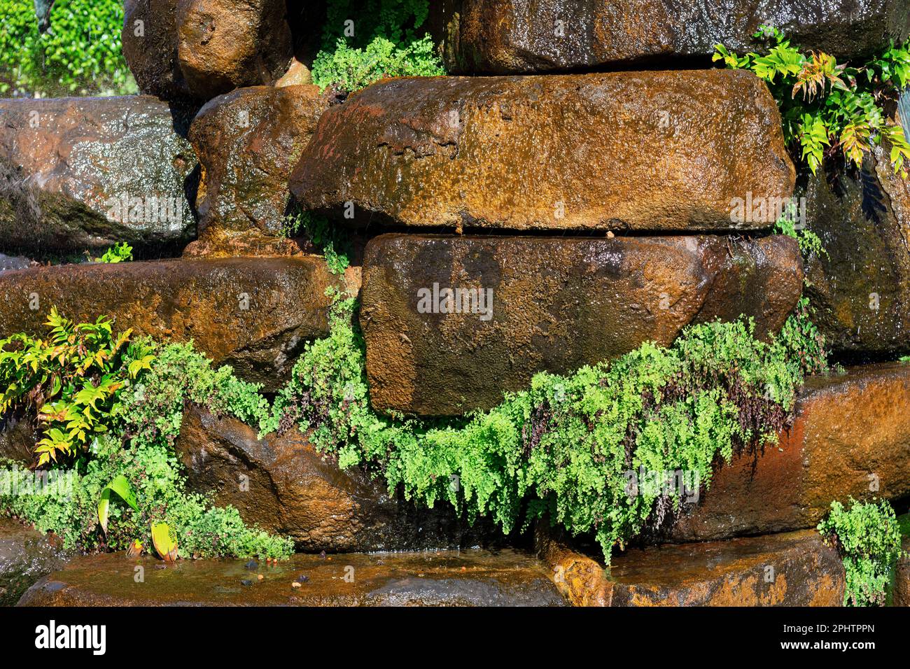 Plants growing in wet stones . Garden decor with stones Stock Photo - Alamy