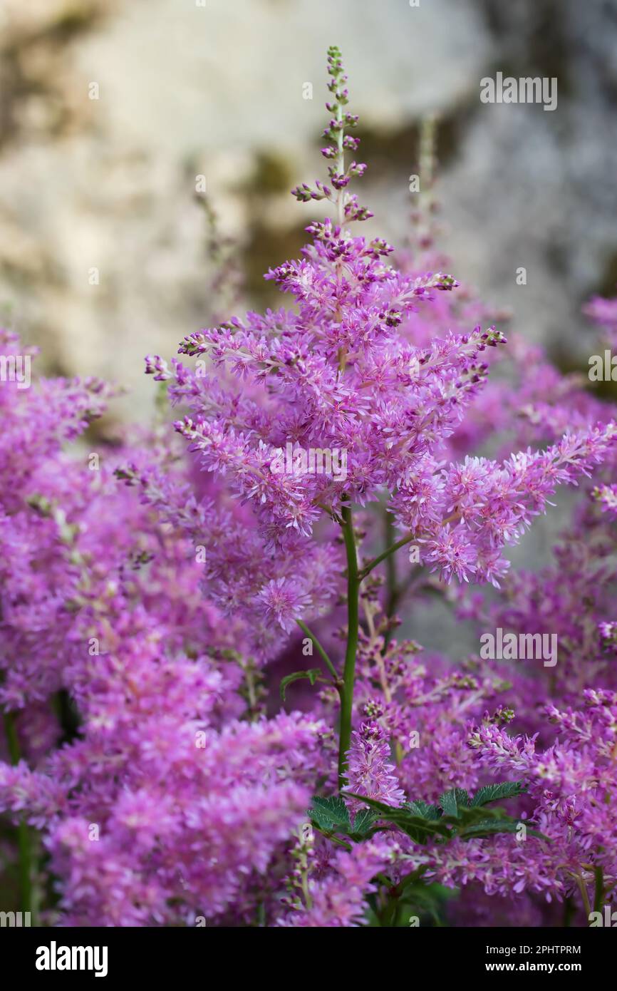 Pink astilbes hi-res stock photography and images - Alamy