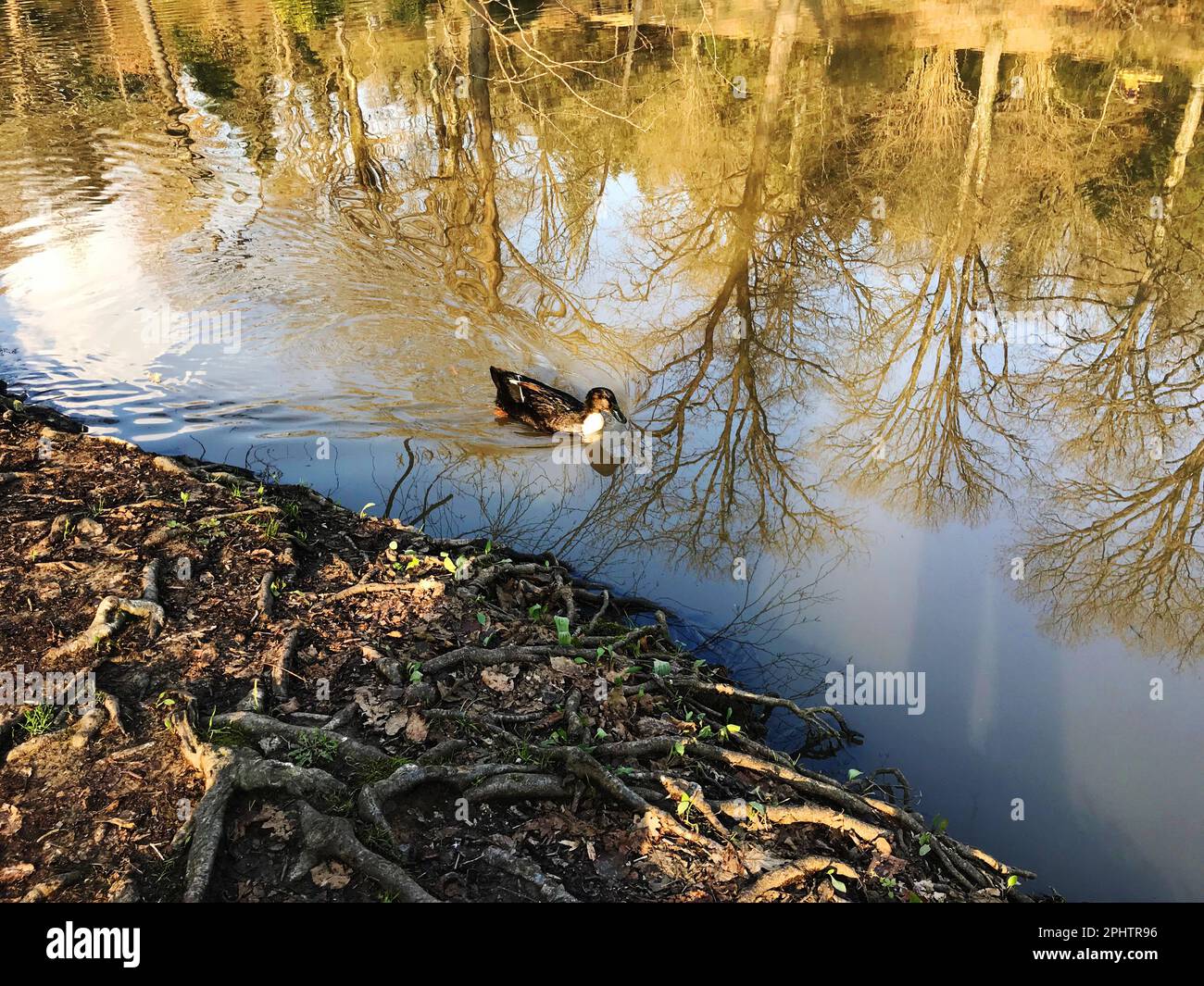 Duck swimming lake at Ataturk Arboretum in Sariyer, Istanbul, Turkey ...