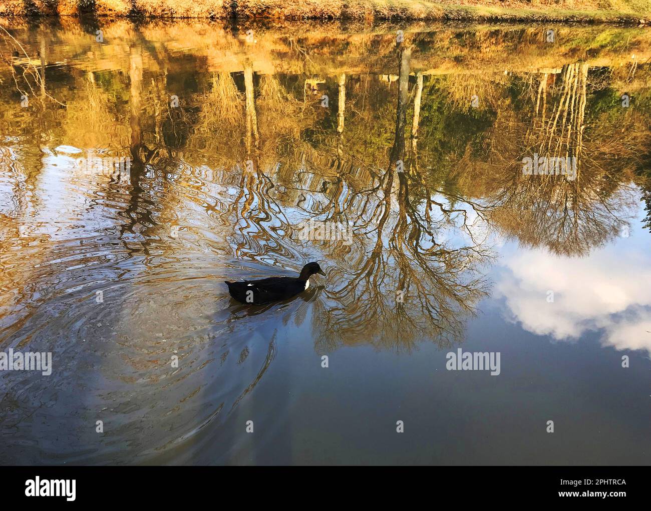 Duck swimming lake at Ataturk Arboretum in Sariyer, Istanbul, Turkey ...