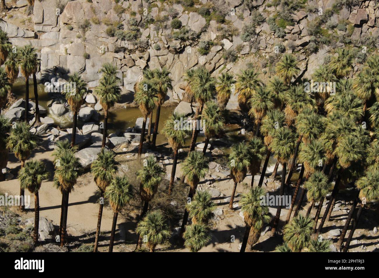Palm tree oasis tucked within Indian Canyon Stock Photo - Alamy