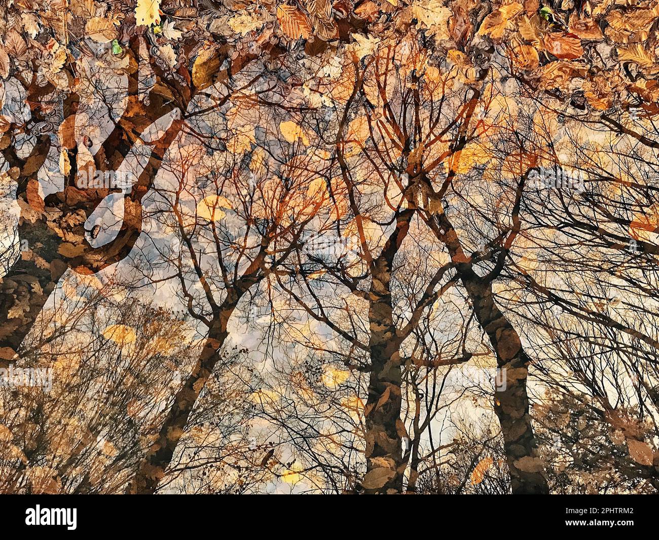 Tree silhouette reflected at Ataturk Arboretum in Sariyer, Istanbul ...