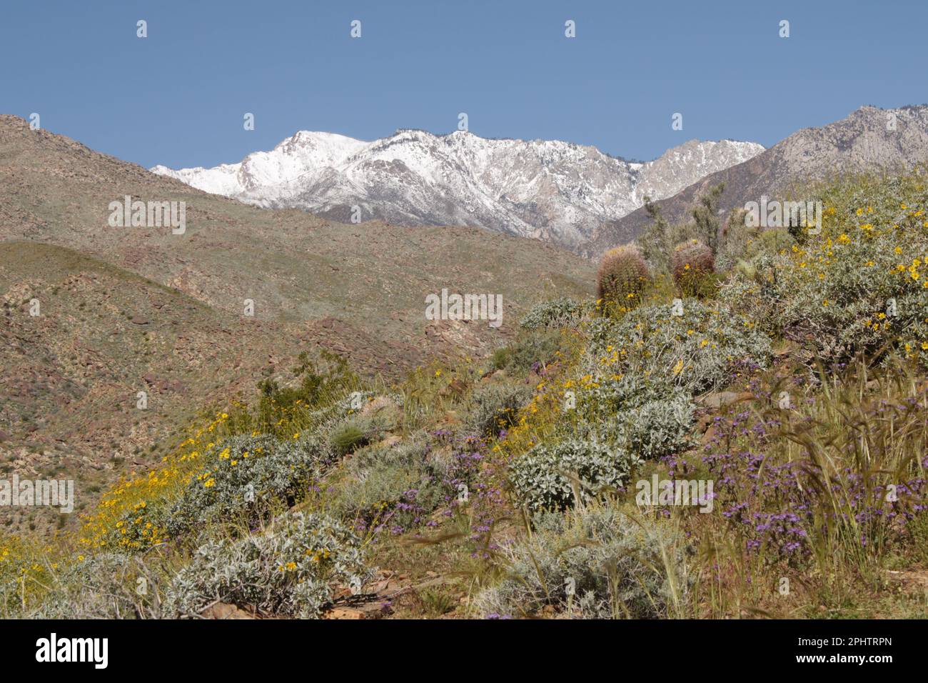 View of Mt. San Jacinto from Indian Canyon, Palm Springs, California ...