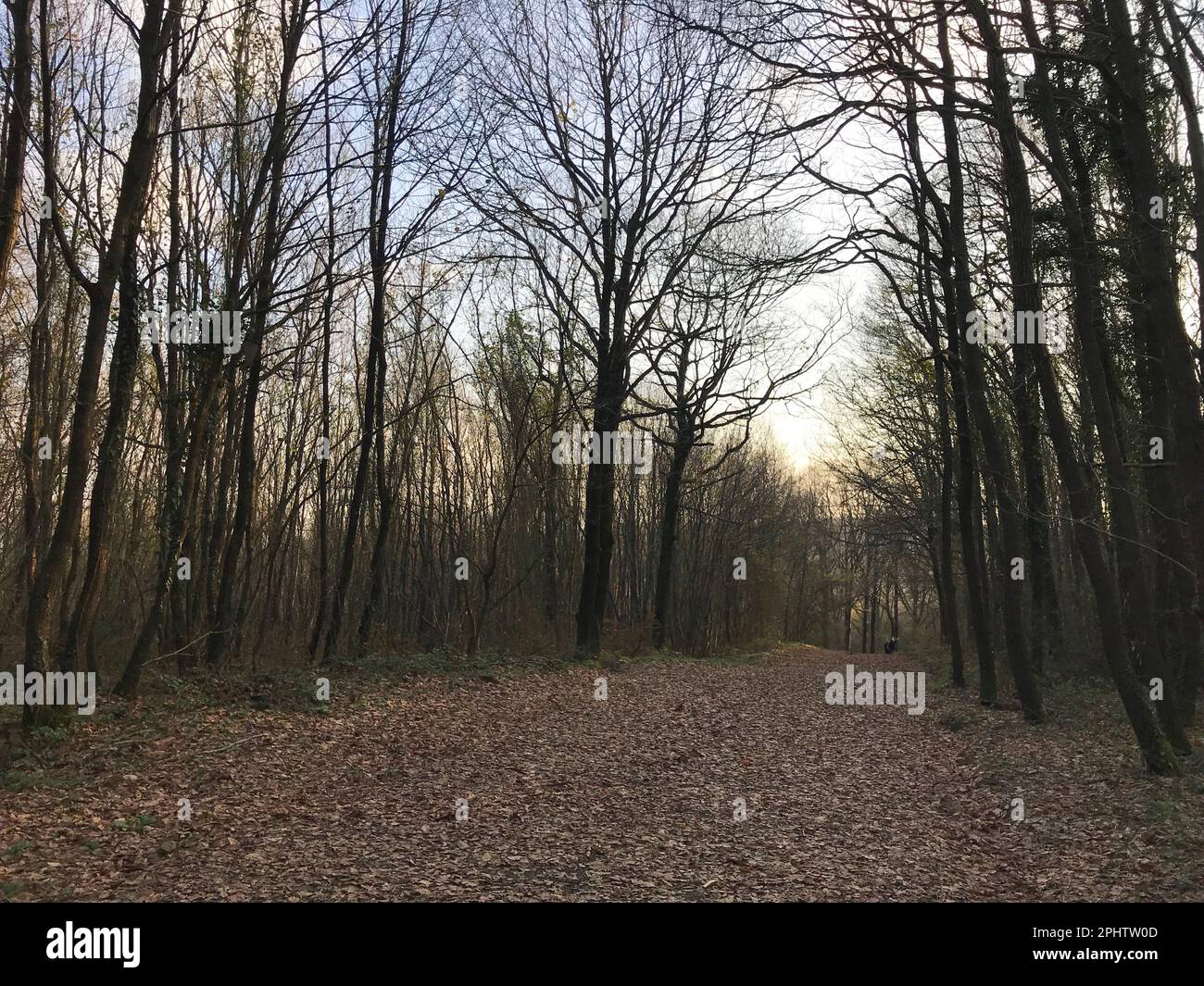 Pathway at Ataturk Arboretum forest in Sariyer, Istanbul, Turkey Stock ...