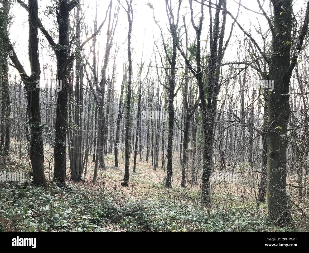 Woodland at Ataturk Arboretum forest in Sariyer, Istanbul, Turkey Stock ...