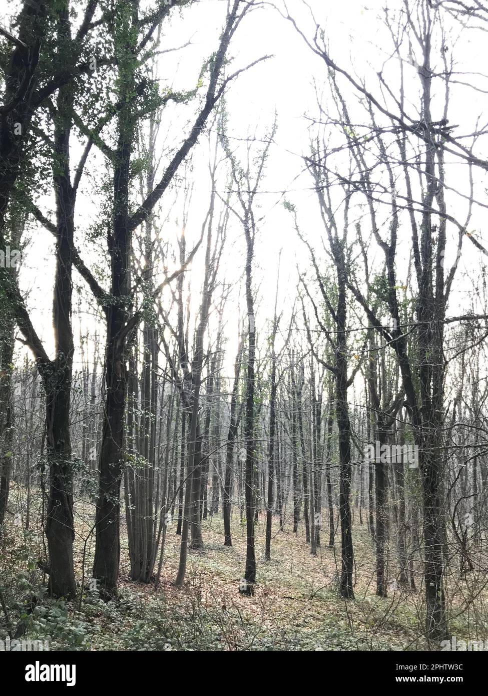 Woodland at Ataturk Arboretum forest in Sariyer, Istanbul, Turkey Stock ...