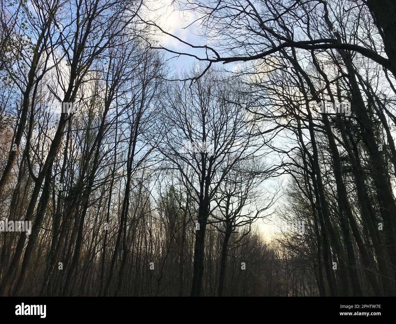 Woodland at Ataturk Arboretum forest in Sariyer, Istanbul, Turkey Stock ...