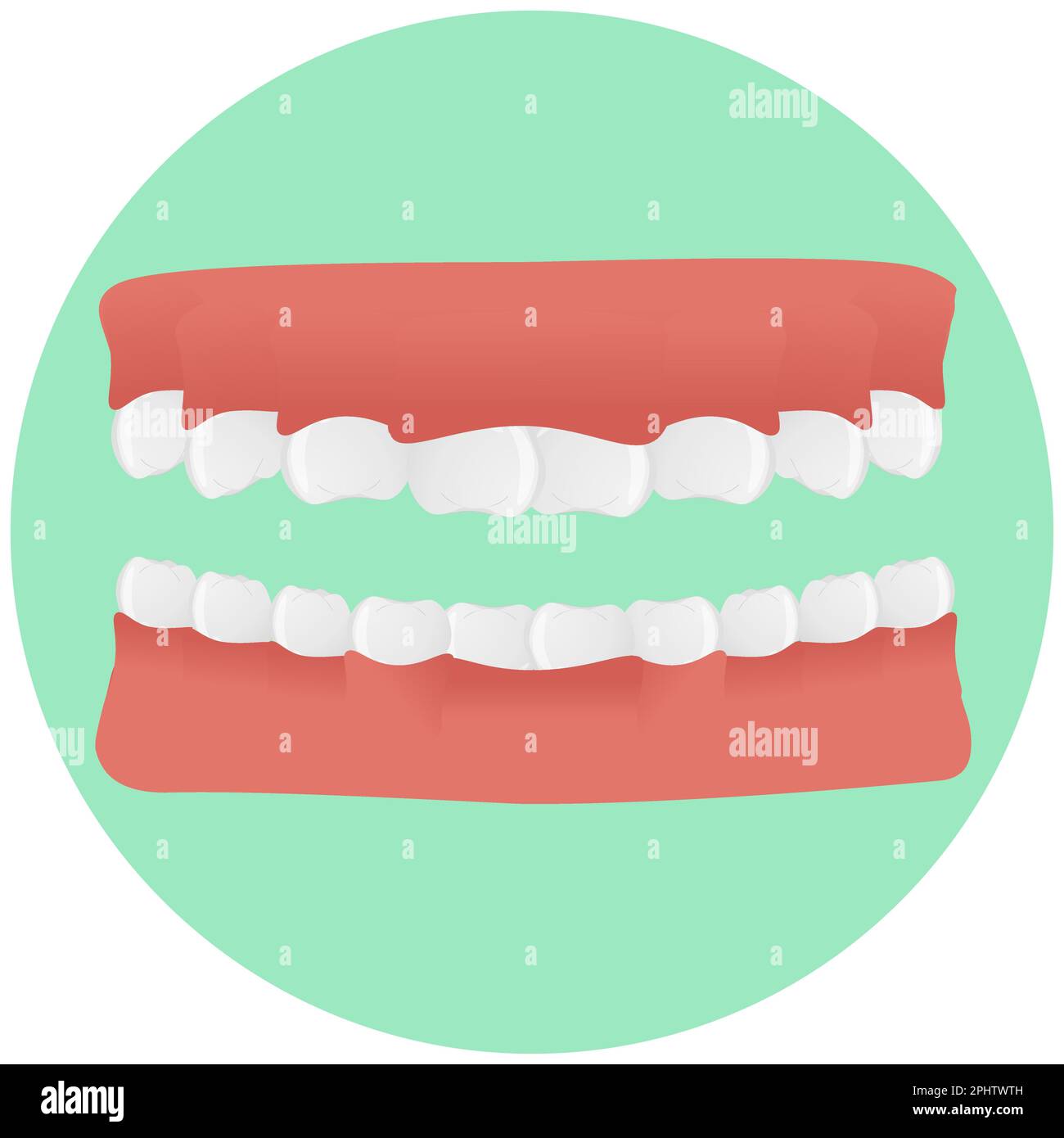 Jaw. Teeth Set in realistic style. Colorful vector illustration ...