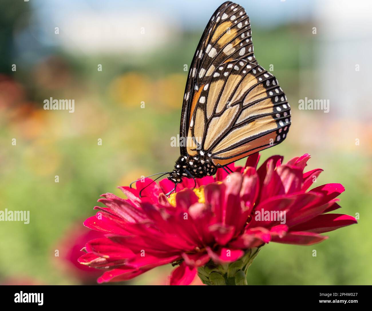 Photo of butterfly hi-res stock photography and images - Alamy