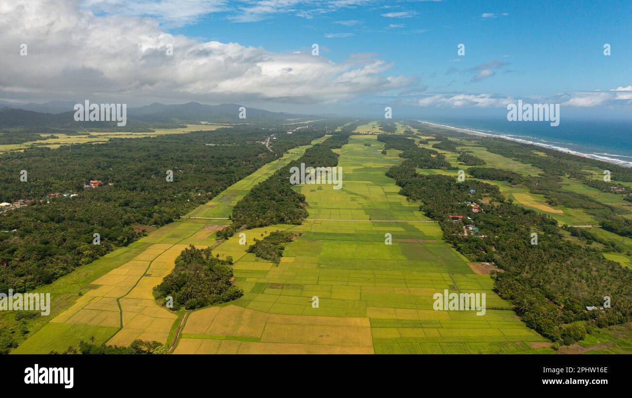 Aerial drone of Agricultural lands and rice fields in rural areas ...