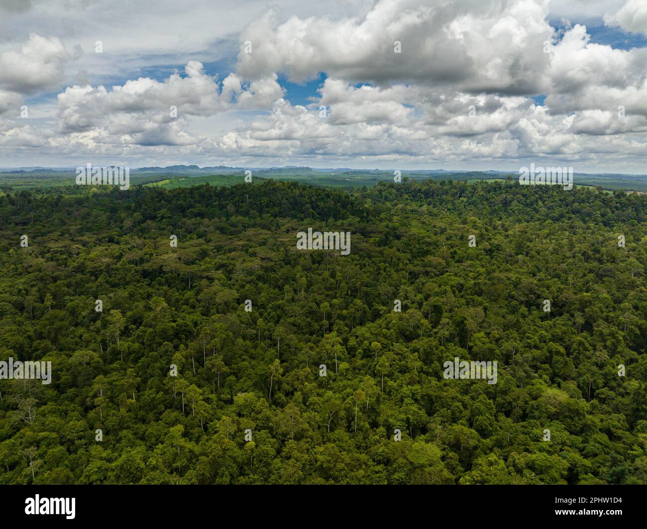 Jungle and tropical forest of Borneo. Malaysia Stock Photo - Alamy