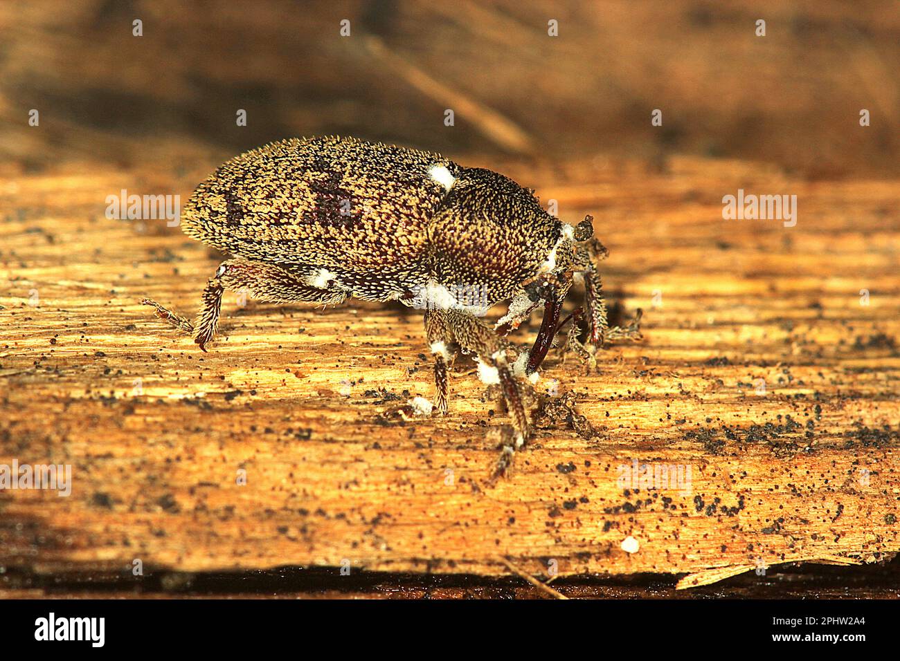 Weevil (Strongylopterus hylobioides) possibly infected with icing sugar ...