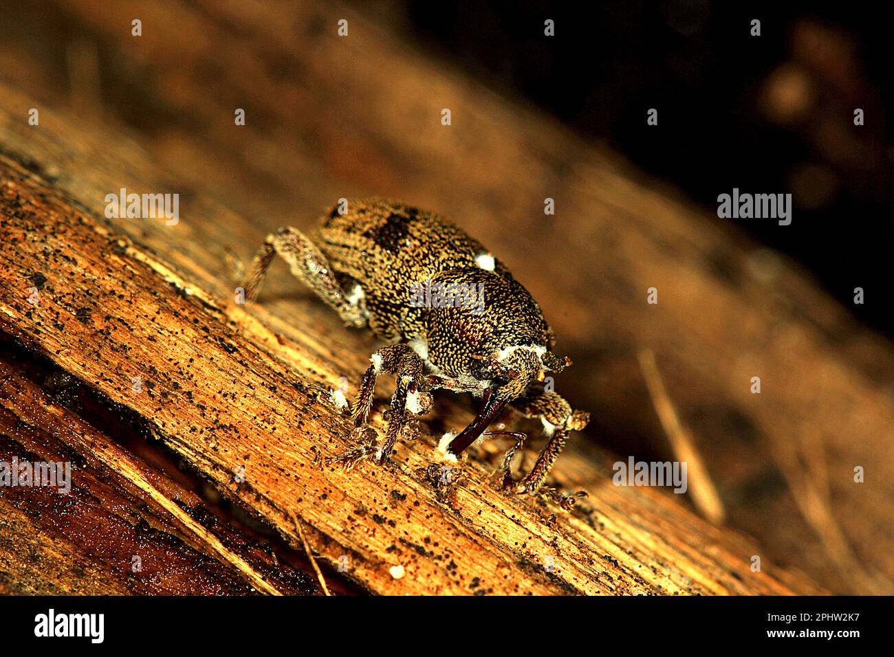 Weevil (Strongylopterus hylobioides) possibly infected with icing sugar ...