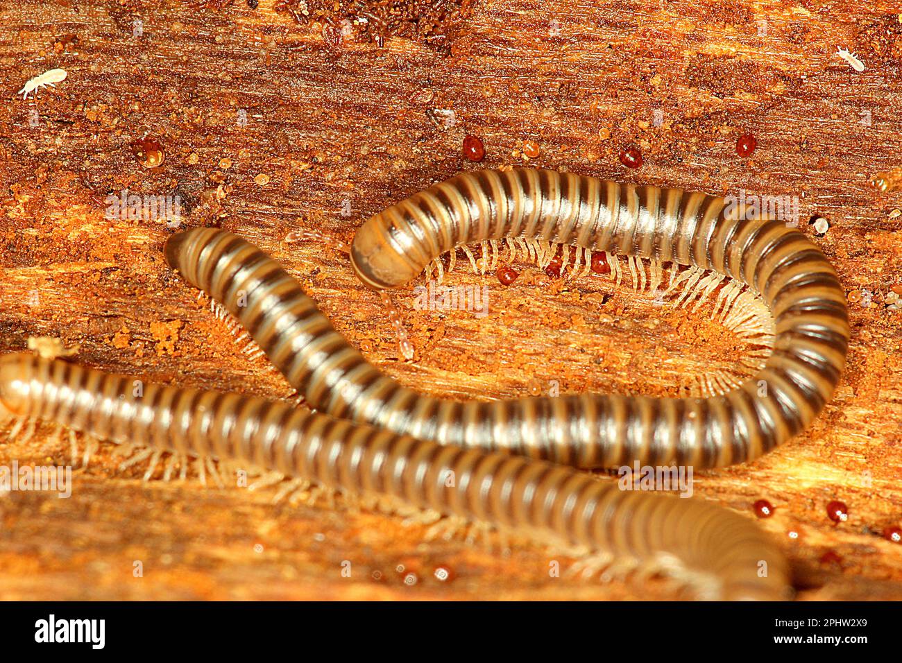 Millipede millipedes hi-res stock photography and images - Alamy
