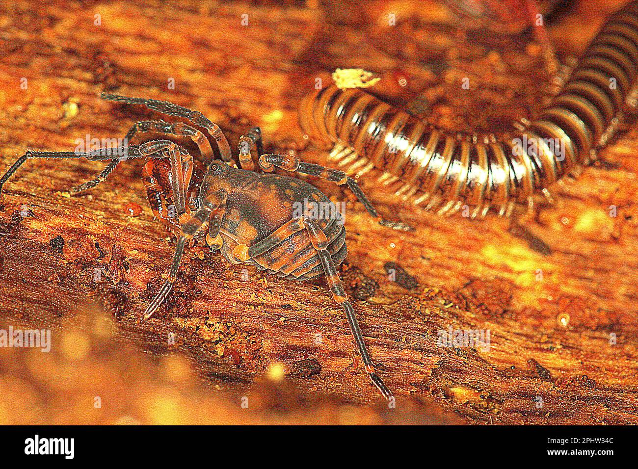 Millipedes diplopoda hi-res stock photography and images - Alamy