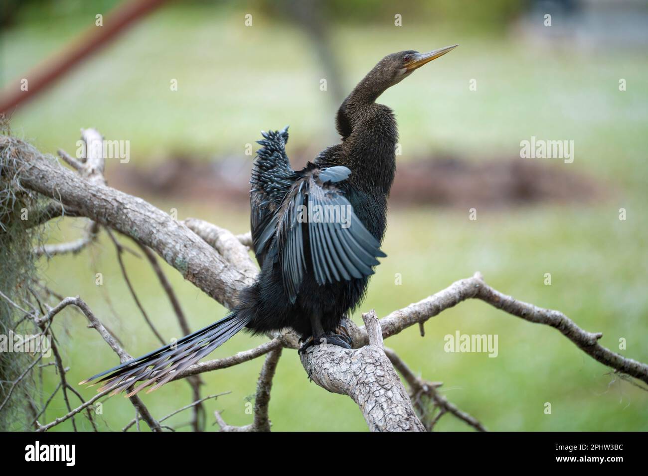 A big anhinga bird resting on tree branch in Florida wetlands Stock ...