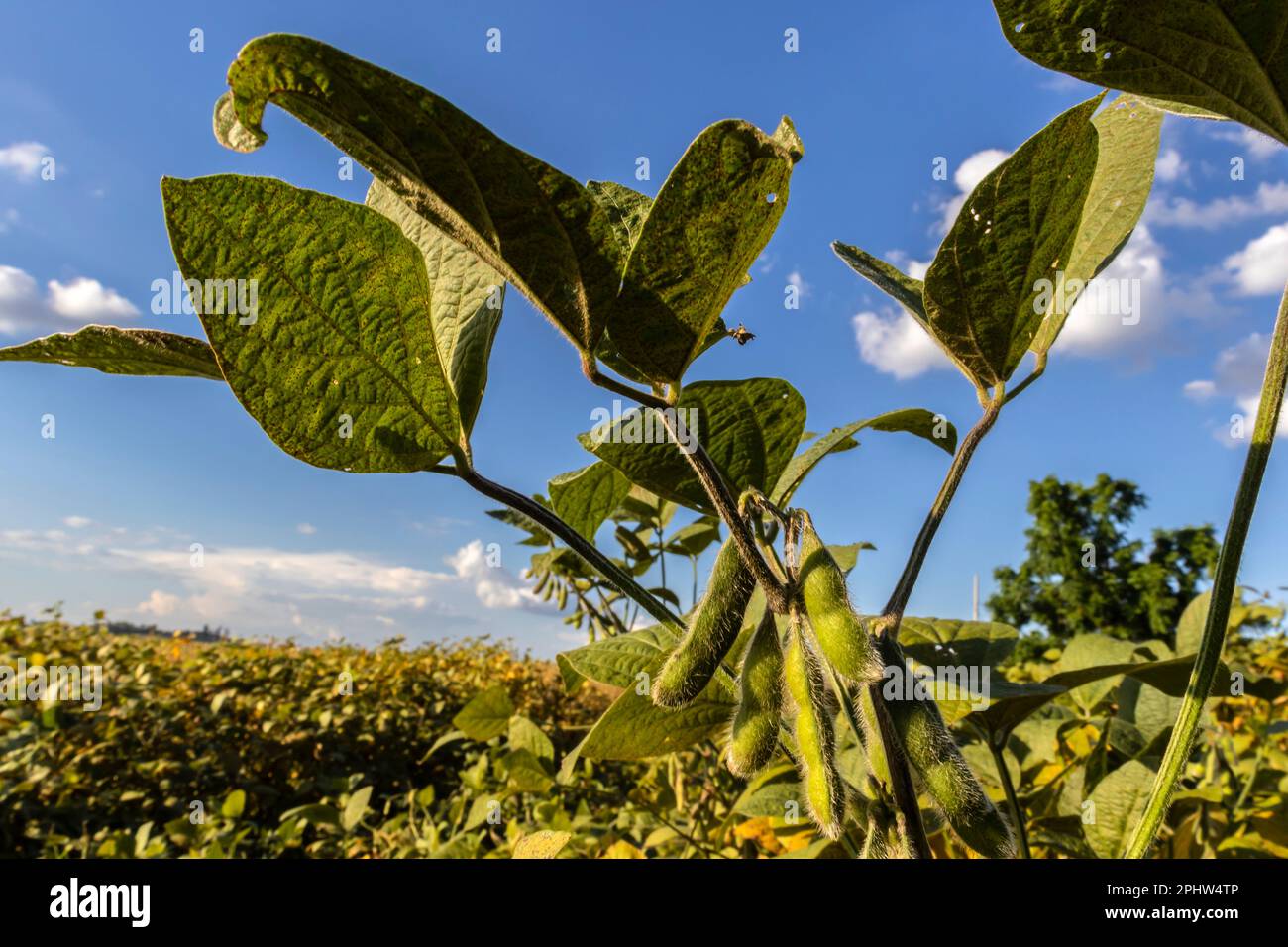 Rural landscape with fresh soy field. Soybean field, in Brazil Stock ...