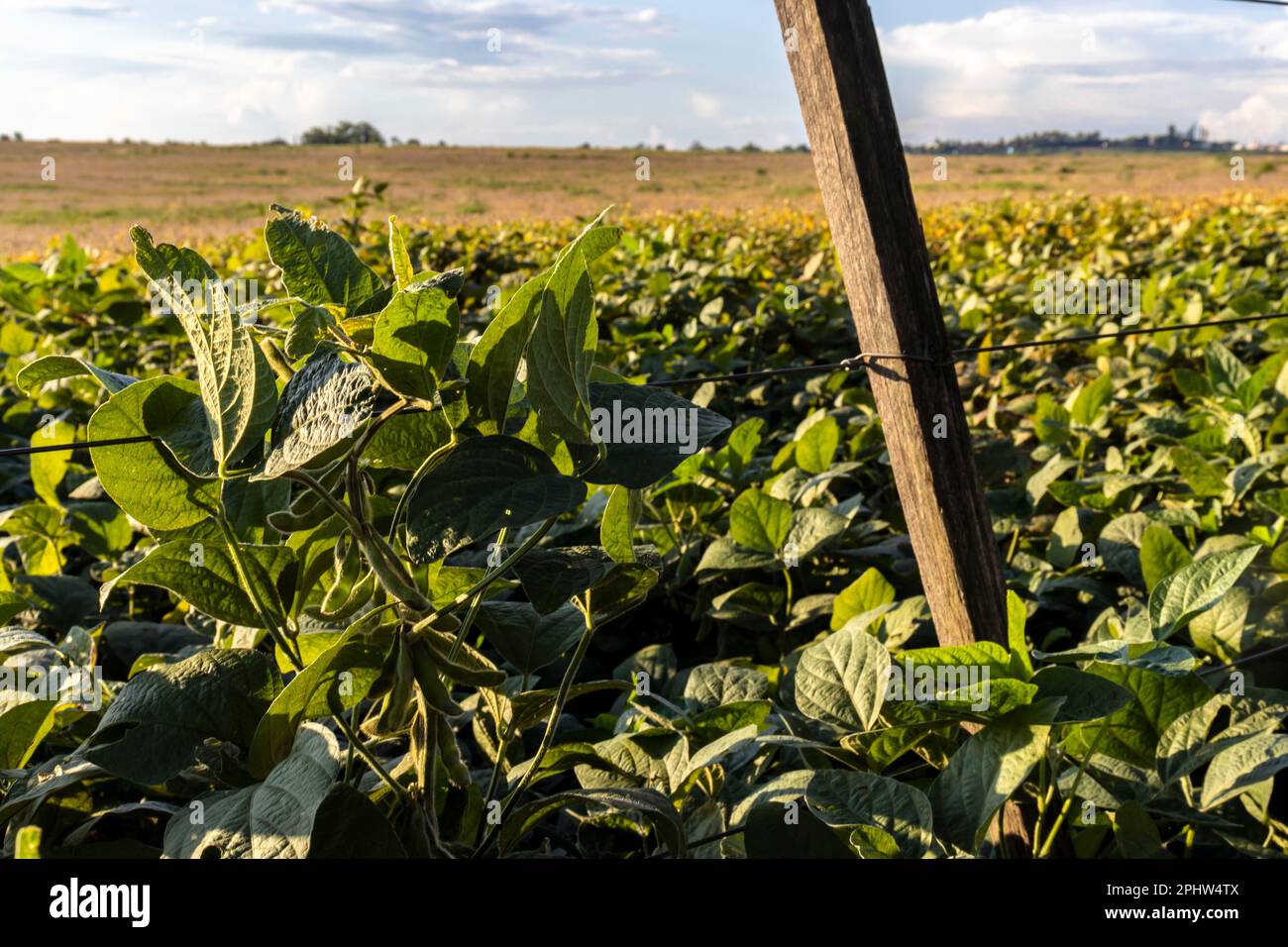 Rural landscape with fresh soy field. Soybean field, in Brazil Stock ...