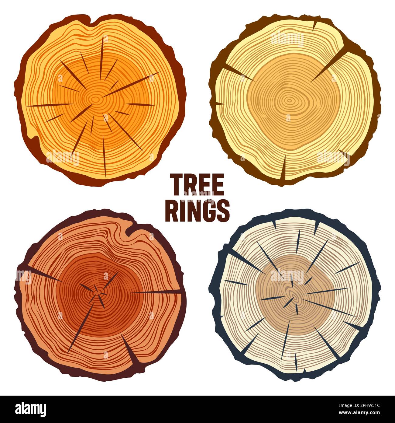 Round colorful tree trunk cuts, sawn pine or oak slices, lumber. Saw ...