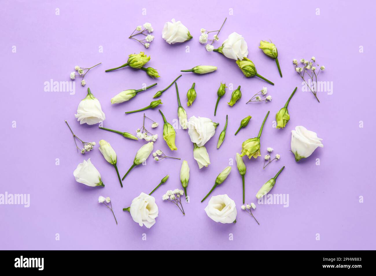 Composition with beautiful eustoma and gypsophila flowers on lilac ...