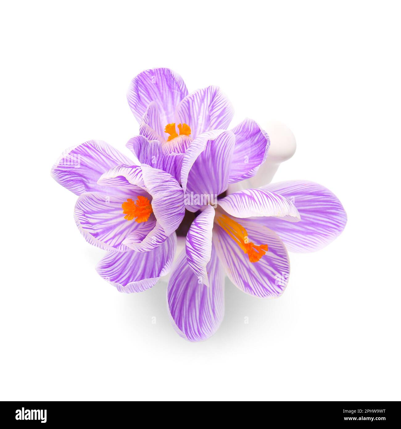 Beautiful Saffron flowers isolated on white background Stock Photo - Alamy