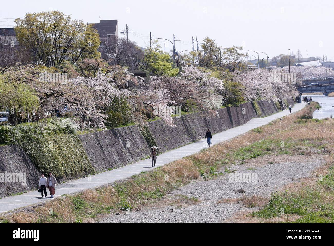 Cherry blossoms in full bloom are seen at Kamo River on March 29, 2023 ...