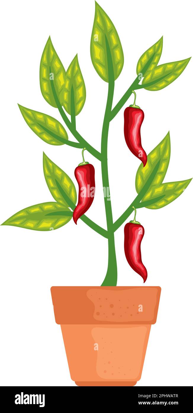 Chilli Plant Clip Art