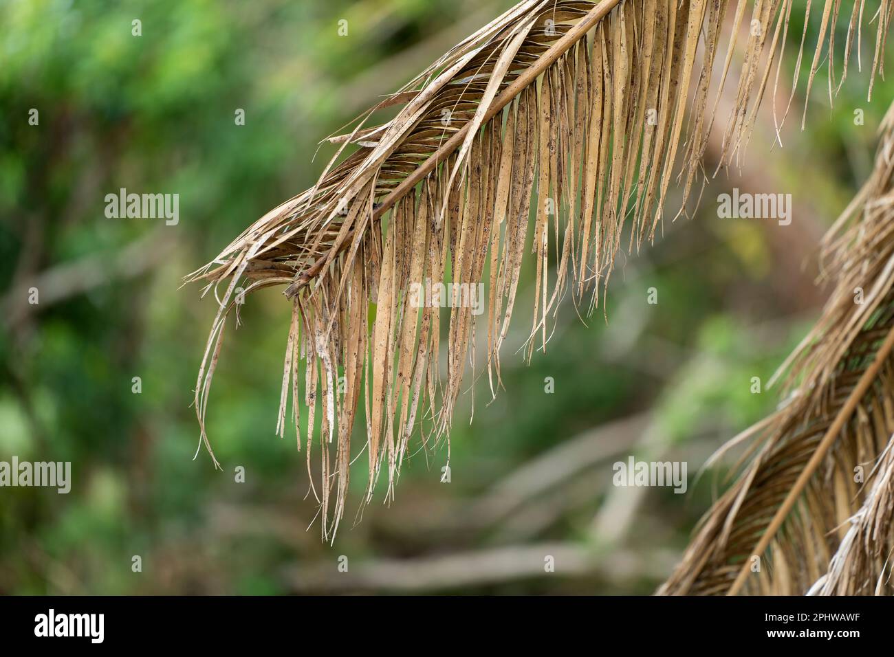 Root dead palm tree hi-res stock photography and images - Alamy