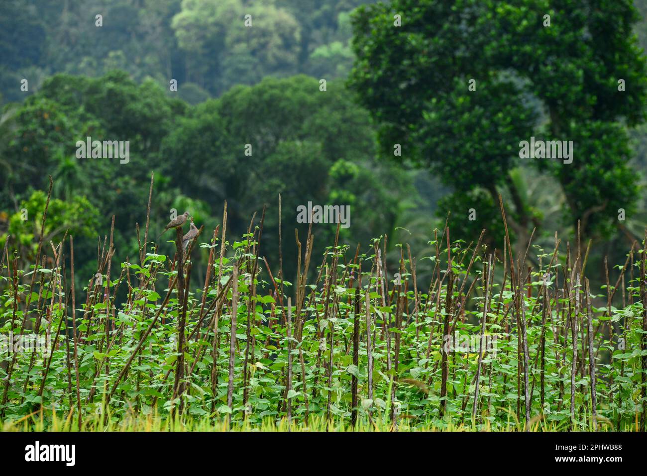 Padfield hi-res stock photography and images - Alamy